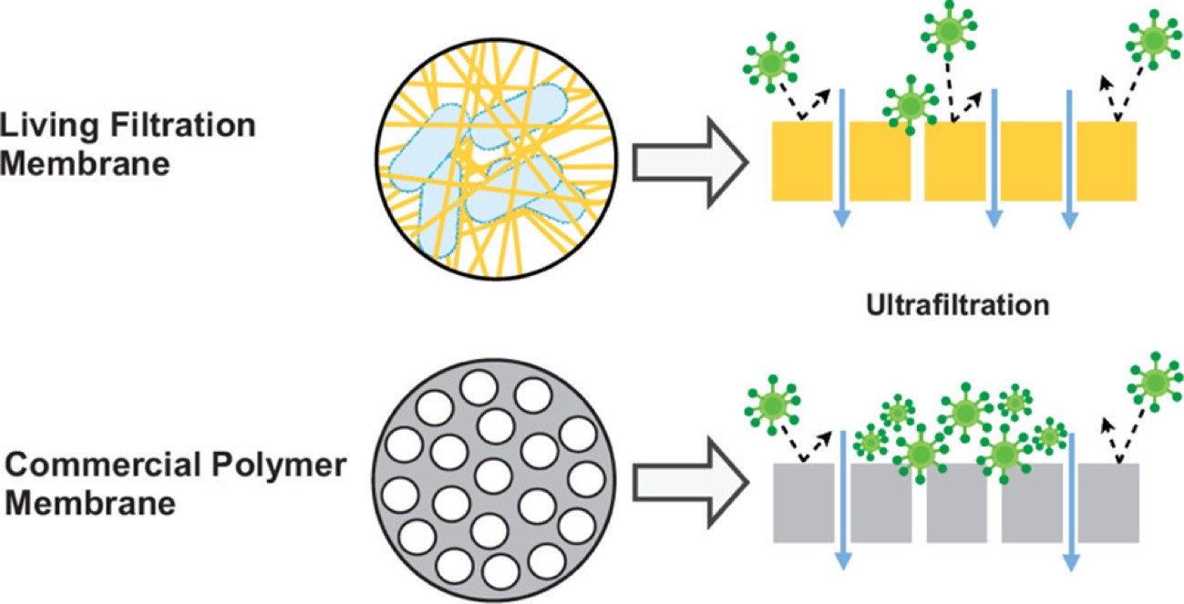 Kombucha cultures make excellent sustainable water filters, study finds ...