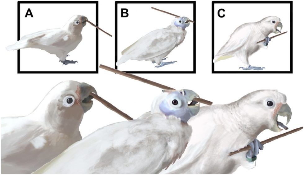 Watch a clever cockatoo named Figaro play “golf” for a tasty reward ...