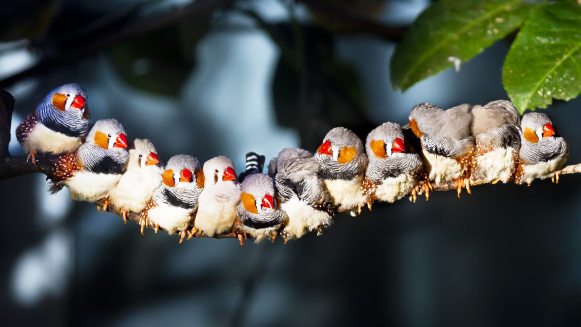 Do birds have language? It depends on how you define it - Ars Technica