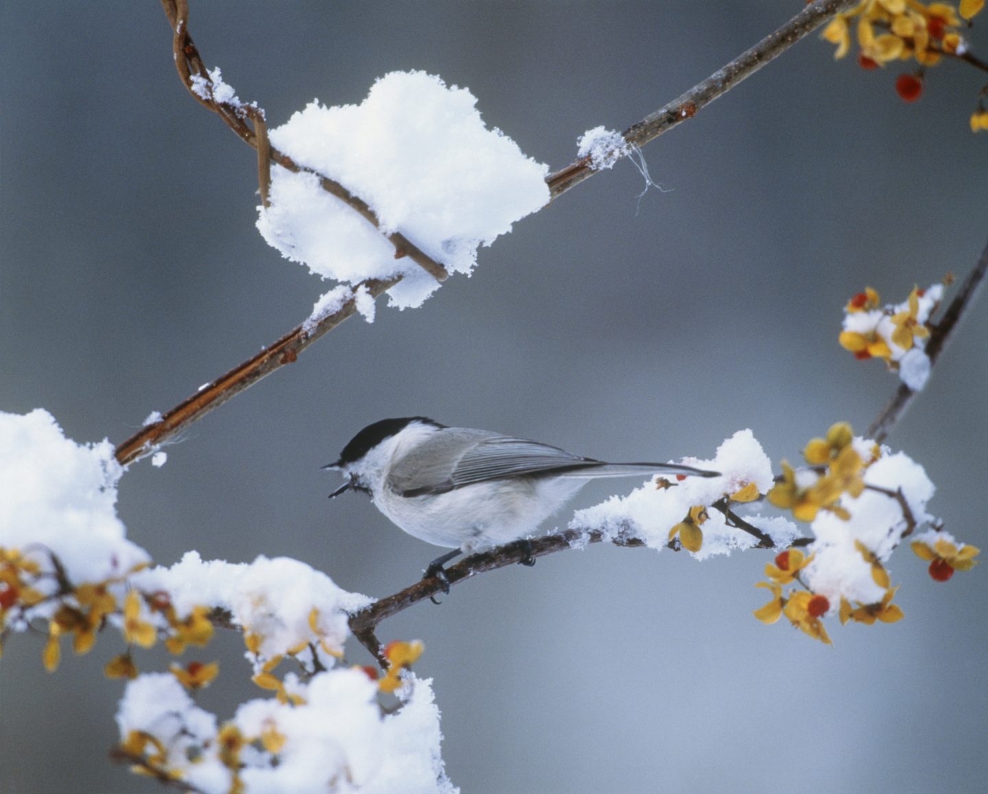 Do birds have language? It depends on how you define it - Ars Technica