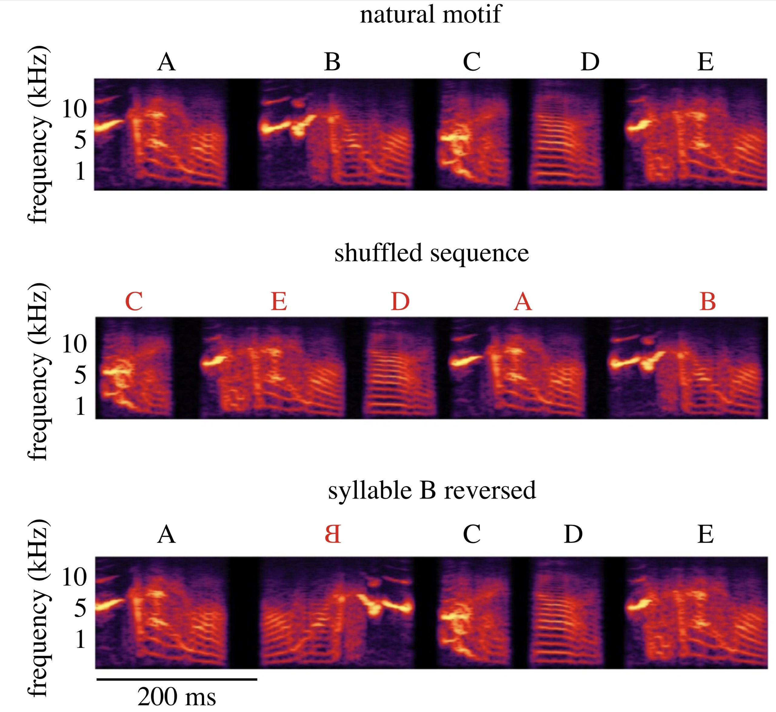 Do birds have language? It depends on how you define it - Ars Technica