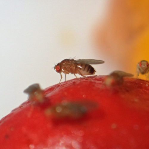 Tag: flies - Ars Technica