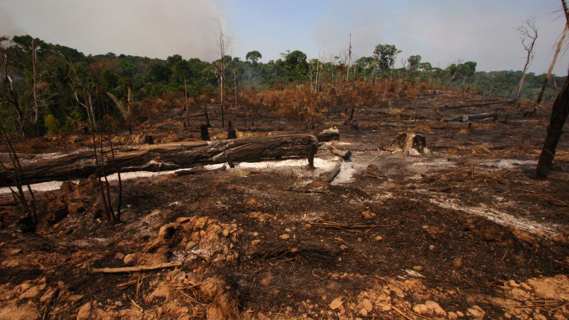 Amazon rainforest is losing its ability to recover from destruction ...