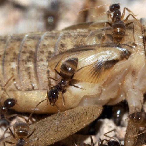 Tag: crazy ants - Ars Technica