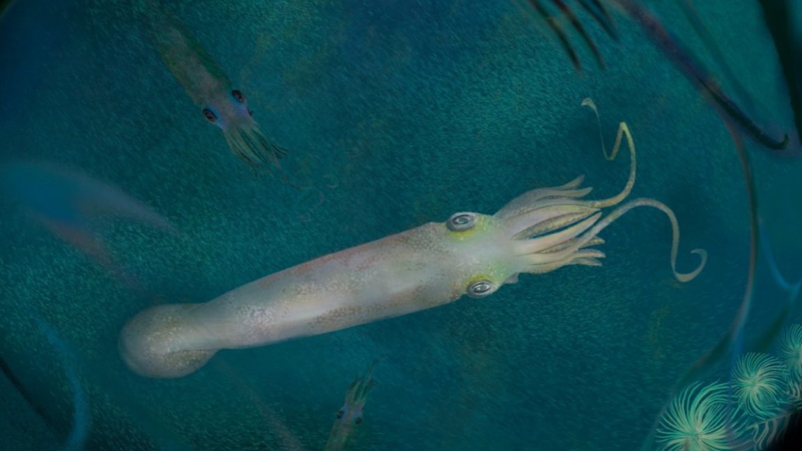 This extinct ten-armed fossil may be earliest known ancestor of vampire ...