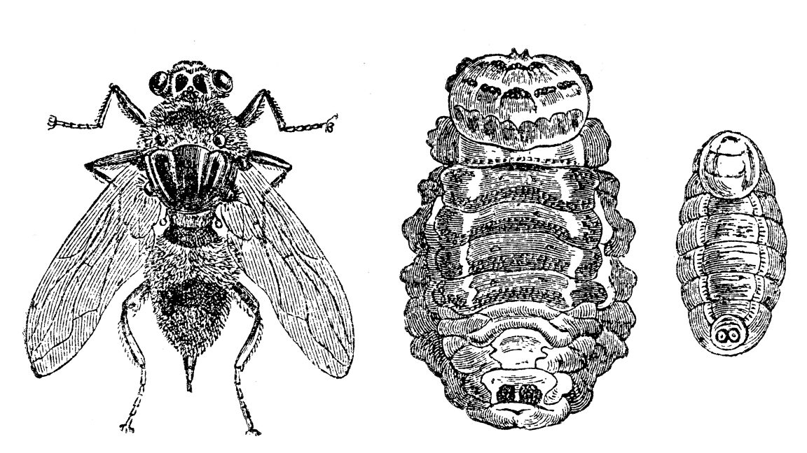 Doctors fish out more than a dozen tiny maggots from man’s eye - Ars ...