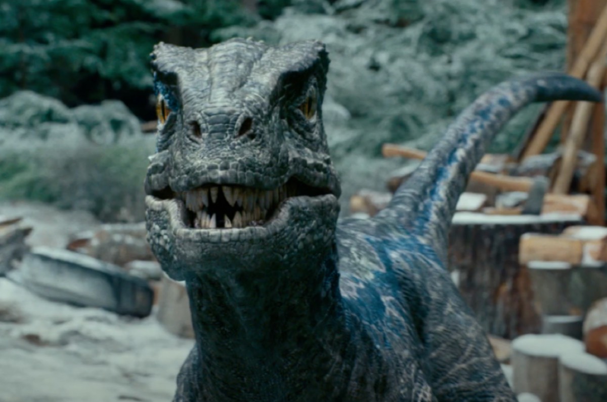 Jurassic World Raptor Wallpaper Blue The Raptor Wallpapers Wallpaper