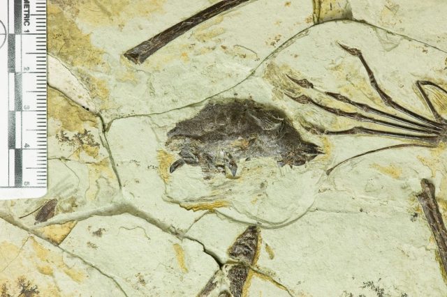 Gut check: Fossil finds give us a history of life—and what it ate - Ars ...