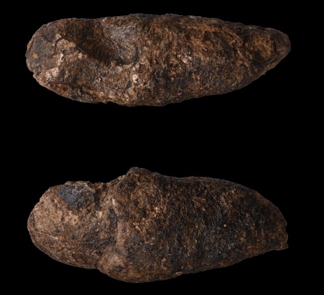 Gut check: Fossil finds give us a history of life—and what it ate - Ars ...