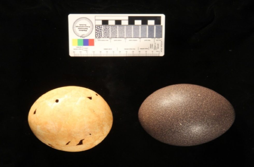 Mysterious ancient giant eggs Down Under laid by Aussie “demon ducks of ...