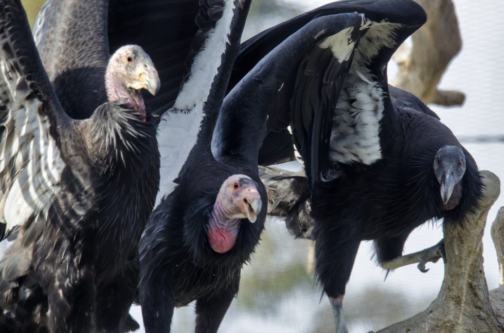 How the Yurok Tribe is bringing back the California Condor - Ars Technica