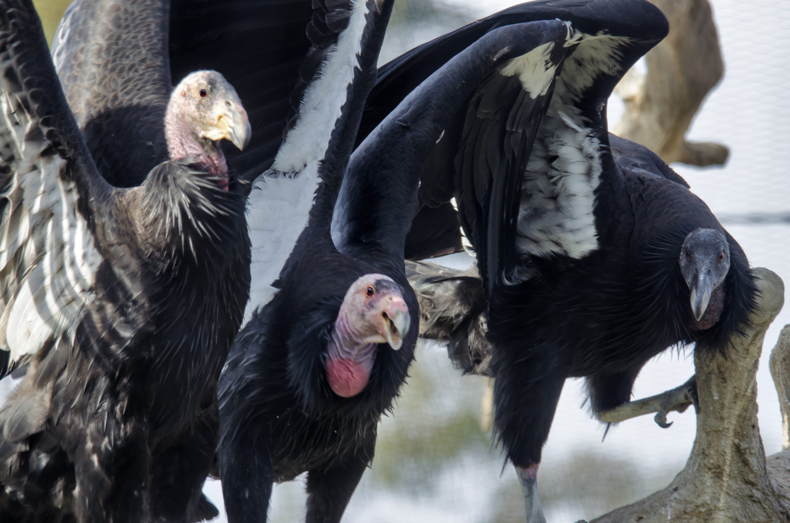 How the Yurok Tribe is bringing back the California Condor - Ars Technica
