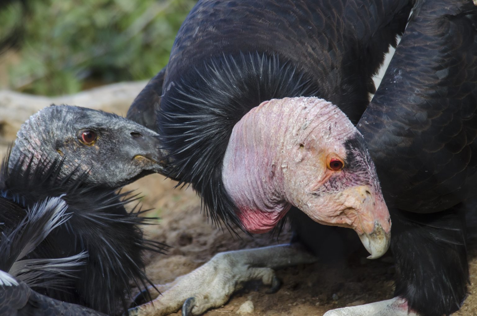 Return of the California Condor - Ars Technica