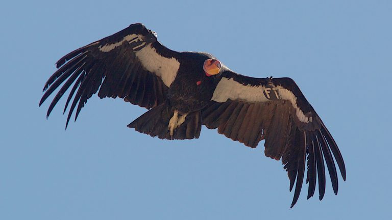 Return of the California Condor - Ars Technica
