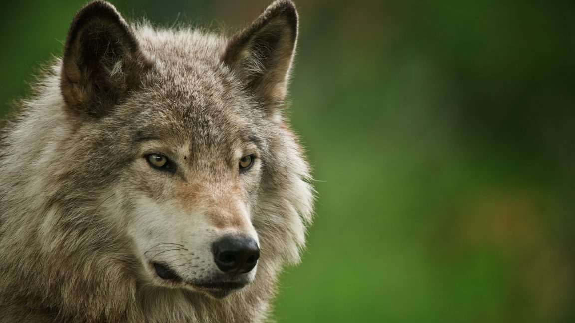 Wolves survived the ice age as a single, global population - Ars Technica