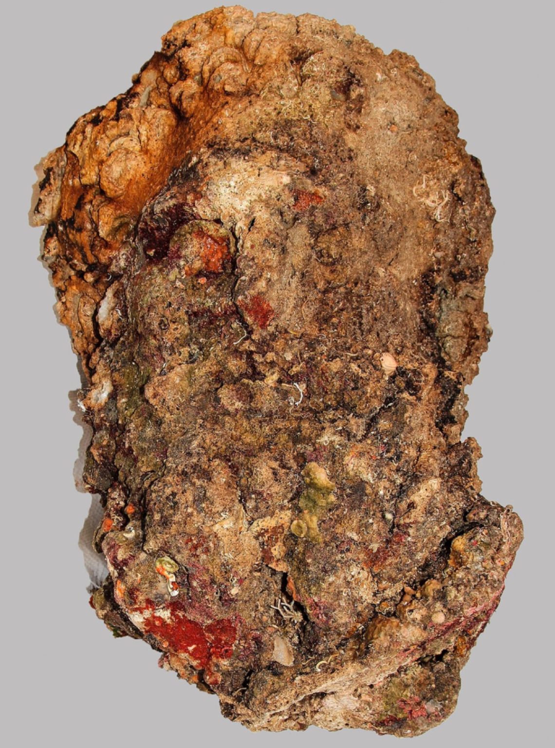 Divers recovered giant head of Hercules from Antikythera shipwreck in ...