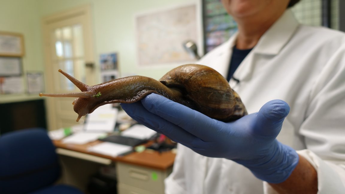 Florida once again has giant calamitous snails that spew parasitic ...