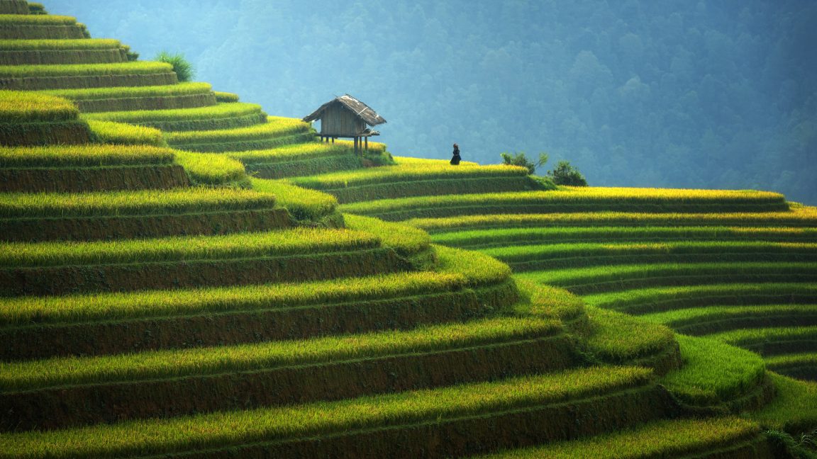 Genetically engineered rice needs less fertilizer, makes more food ...