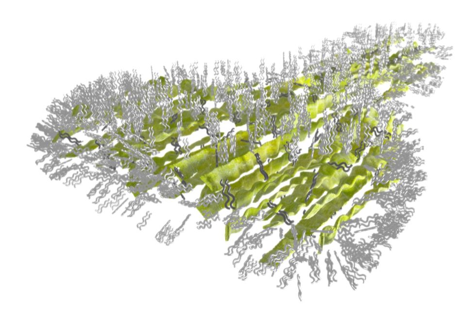 Scientists gain fresh insight into the secret of how gecko feet stay ...