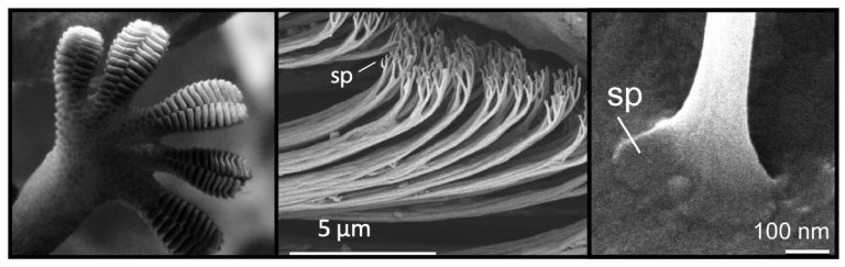 Scientists gain fresh insight into the secret of how gecko feet stay ...