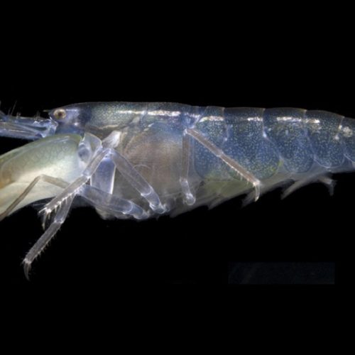 Tag: snapping shrimp - Ars Technica