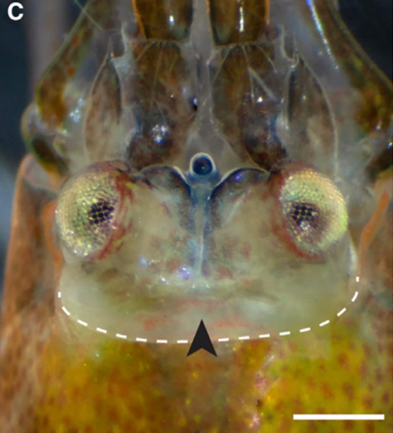 This is why the pistol shrimp is immune to its own powerful shock waves ...