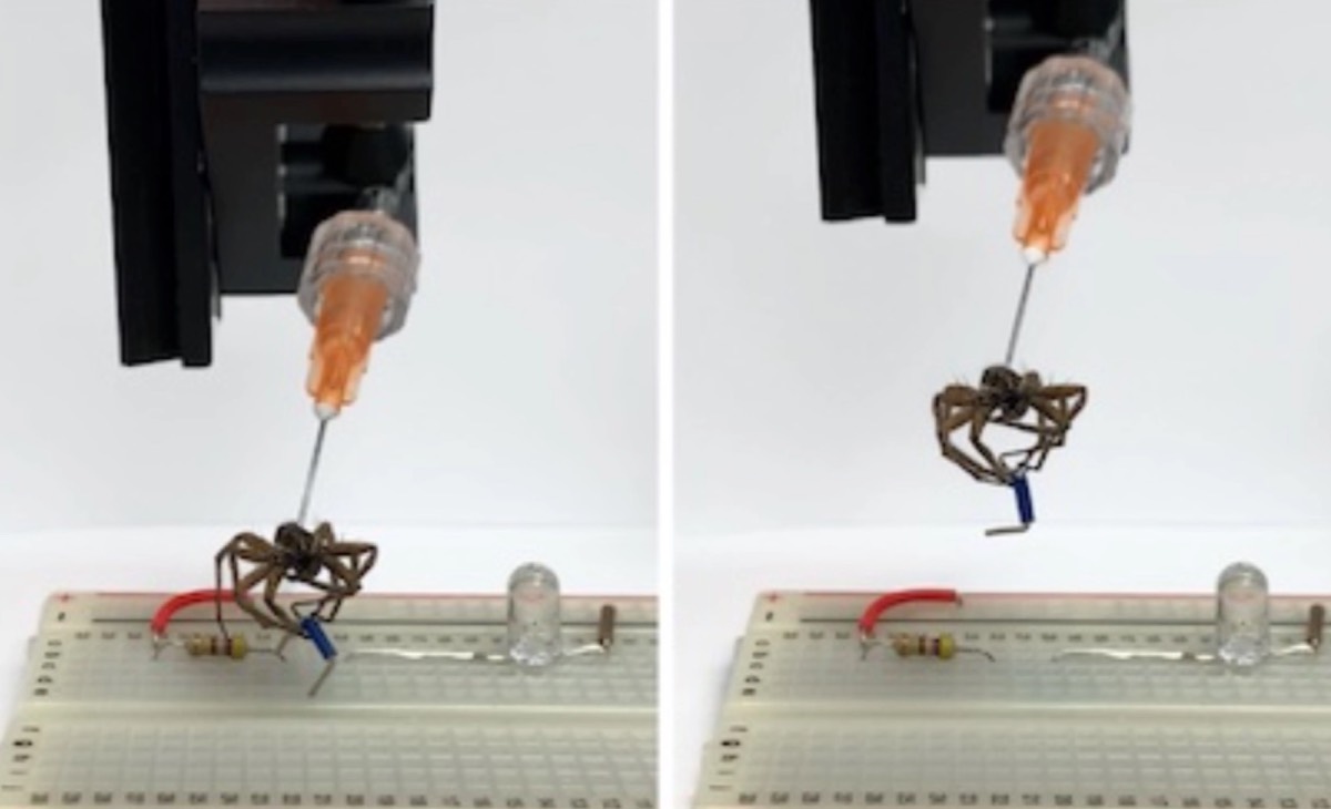 Inflating spider corpse creates robotic claw game of nightmares - Ars ...