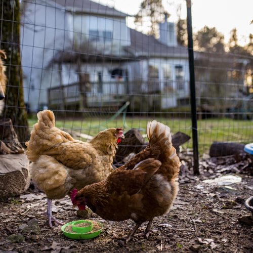 Tag: Chickens - Ars Technica