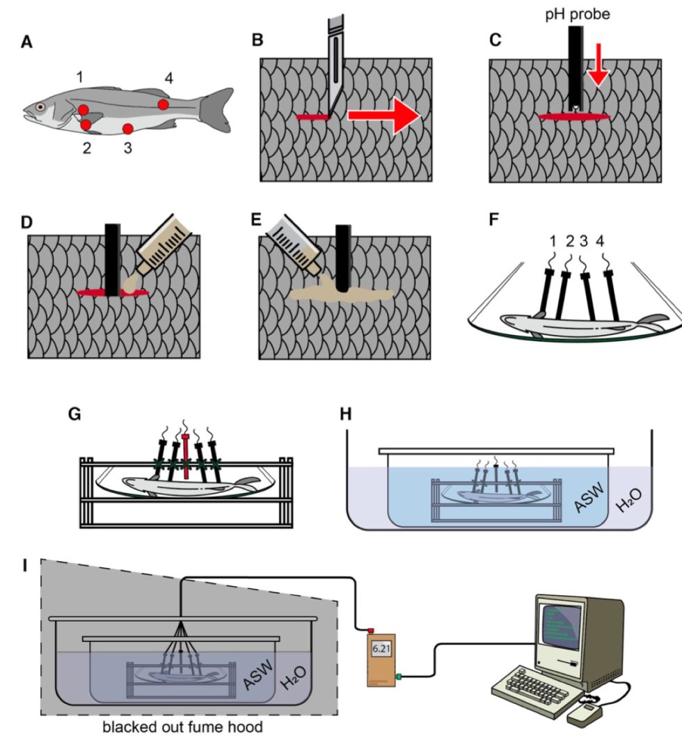 These researchers watched dead fish rot for 70 days—for science - Ars ...