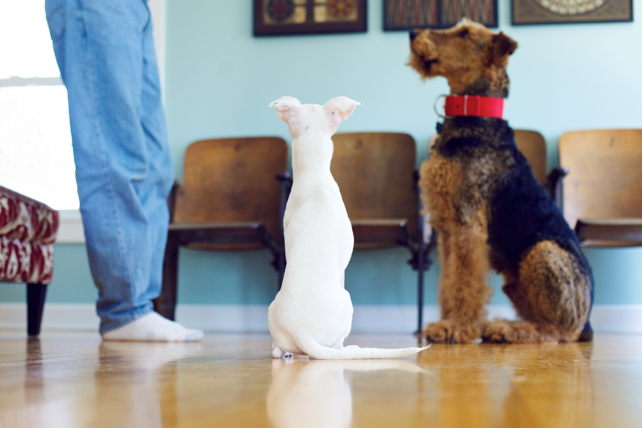 Punishment, puppies, and science: Bringing dog training to heel - Ars ...