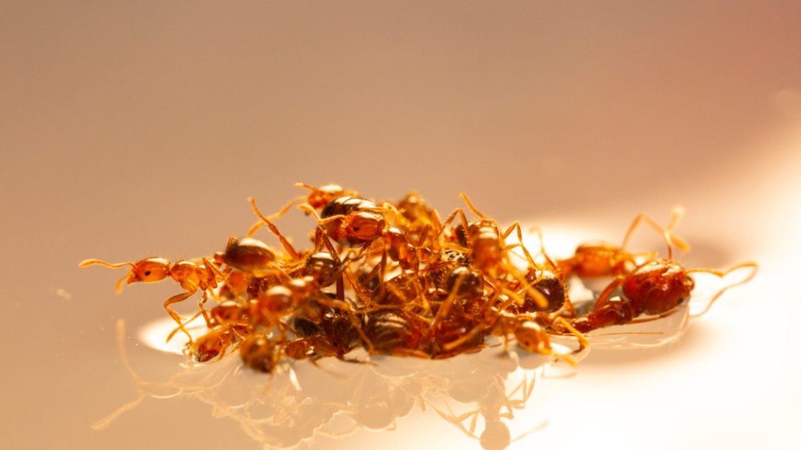 Fire ant rafts form because of the Cheerios effect, study concludes ...