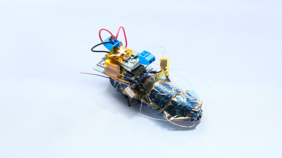 Researchers make cyborg cockroaches that carry their own power packs ...