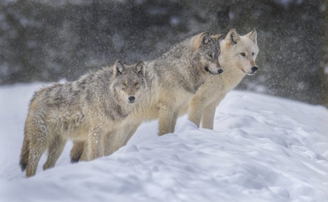 Behavior-changing parasite moves wolves to the head of the pack - Ars ...