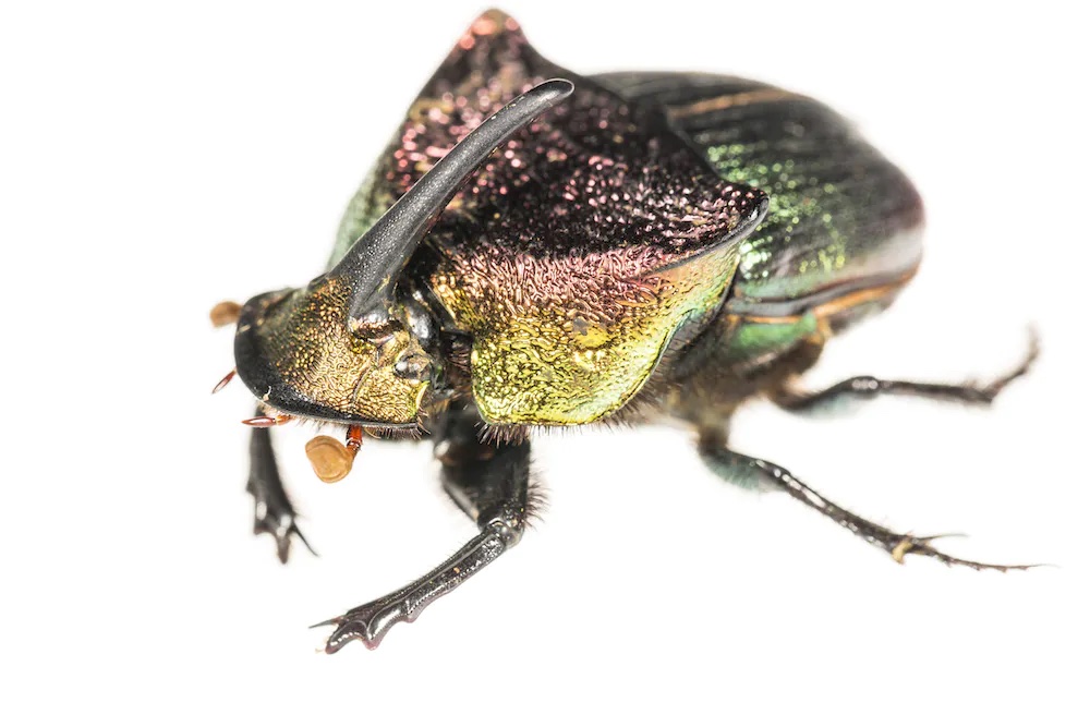 Dung beetle moms protect their offspring from a warming world by ...