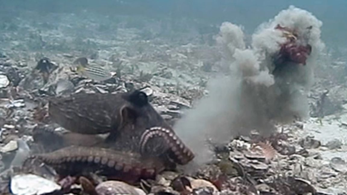 Take that! Octopuses caught on camera vigorously throwing debris at ...