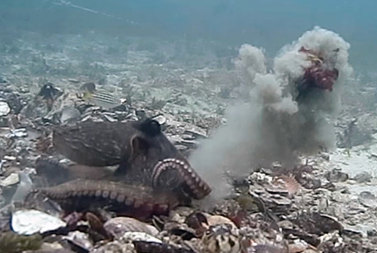 Take that! Octopuses caught on camera vigorously throwing debris at ...