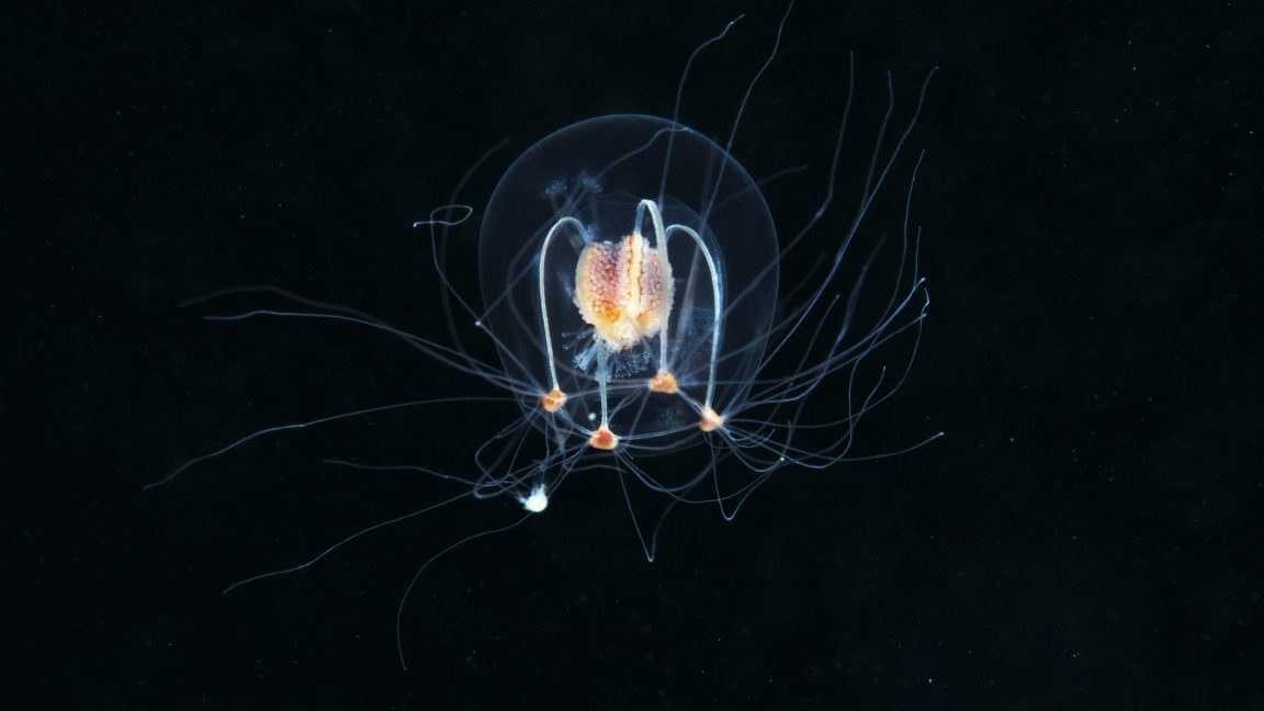 The deep sea is an unexpected, but at-risk, trove of biodiversity - Ars ...