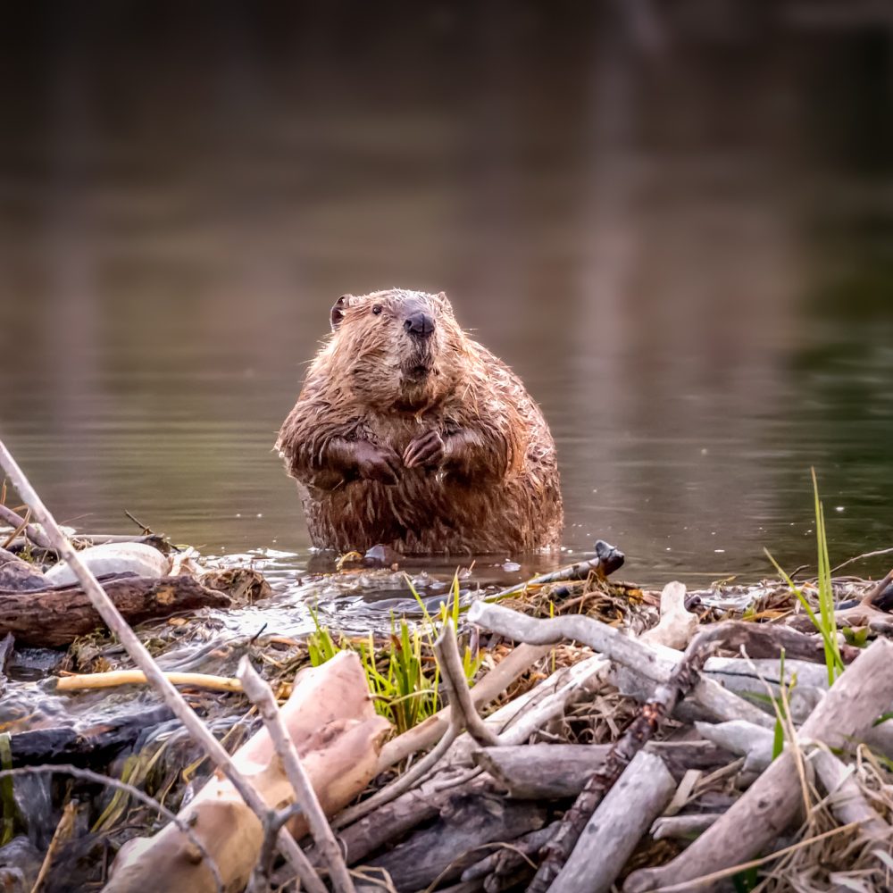 Tag: Beavers - Ars Technica
