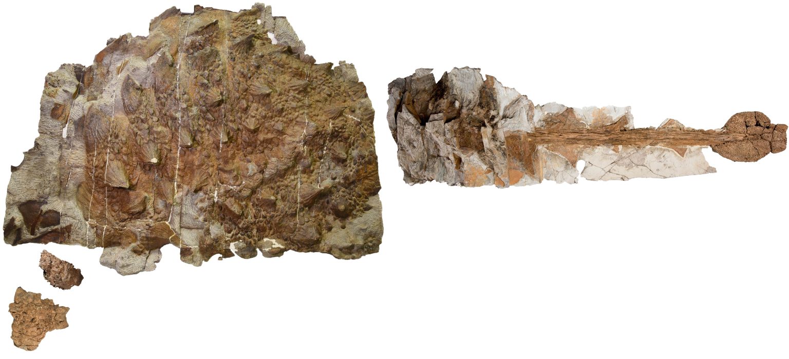 New find suggests ankylosaurs’ tail clubs were for bashing each other ...