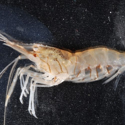 Tag: grass shrimp - Ars Technica
