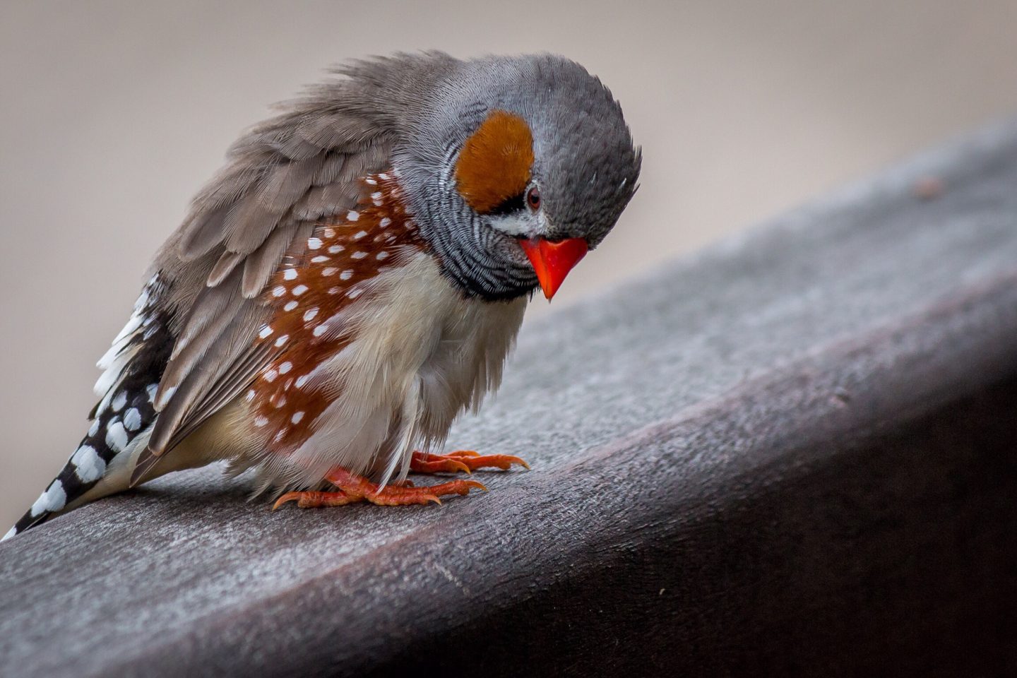 Third-party Twitter clients stopped working, and nobody’s sure why ...