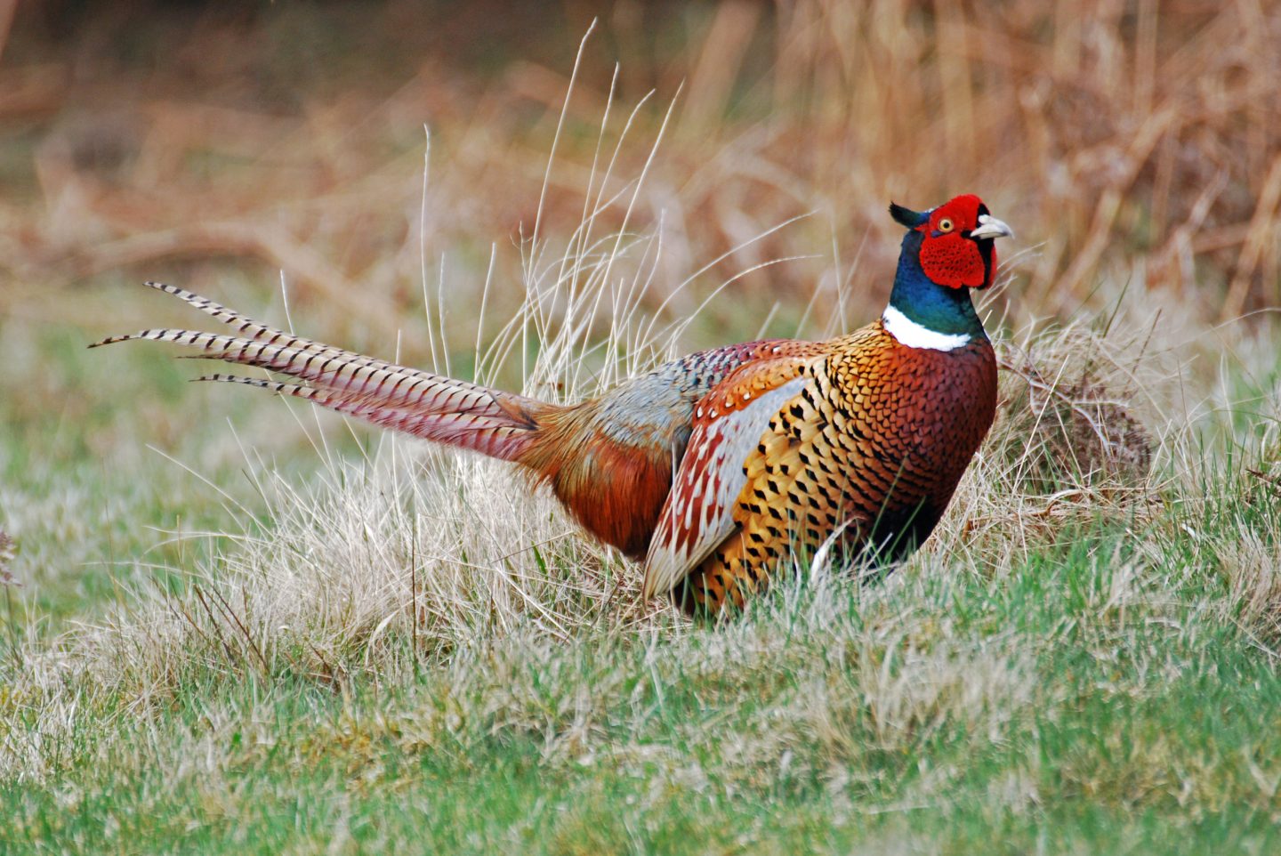 Bird study links spatial thinking with not getting eaten - Ars Technica