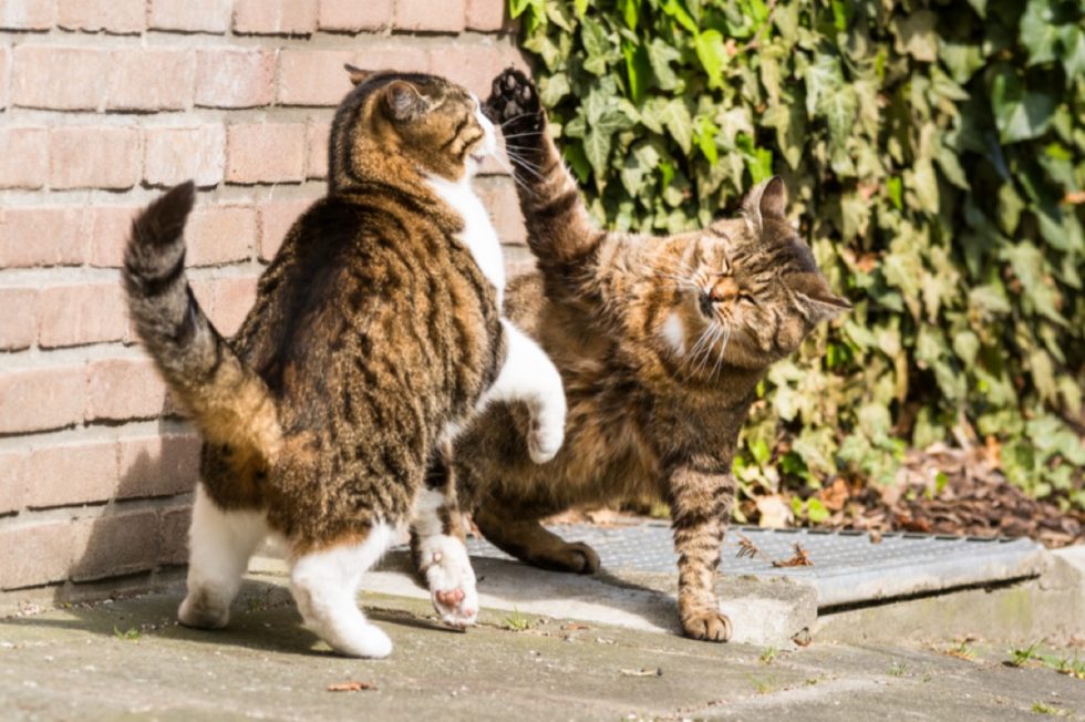 How to tell if your cats are playing or fighting—and whether it’s a ...