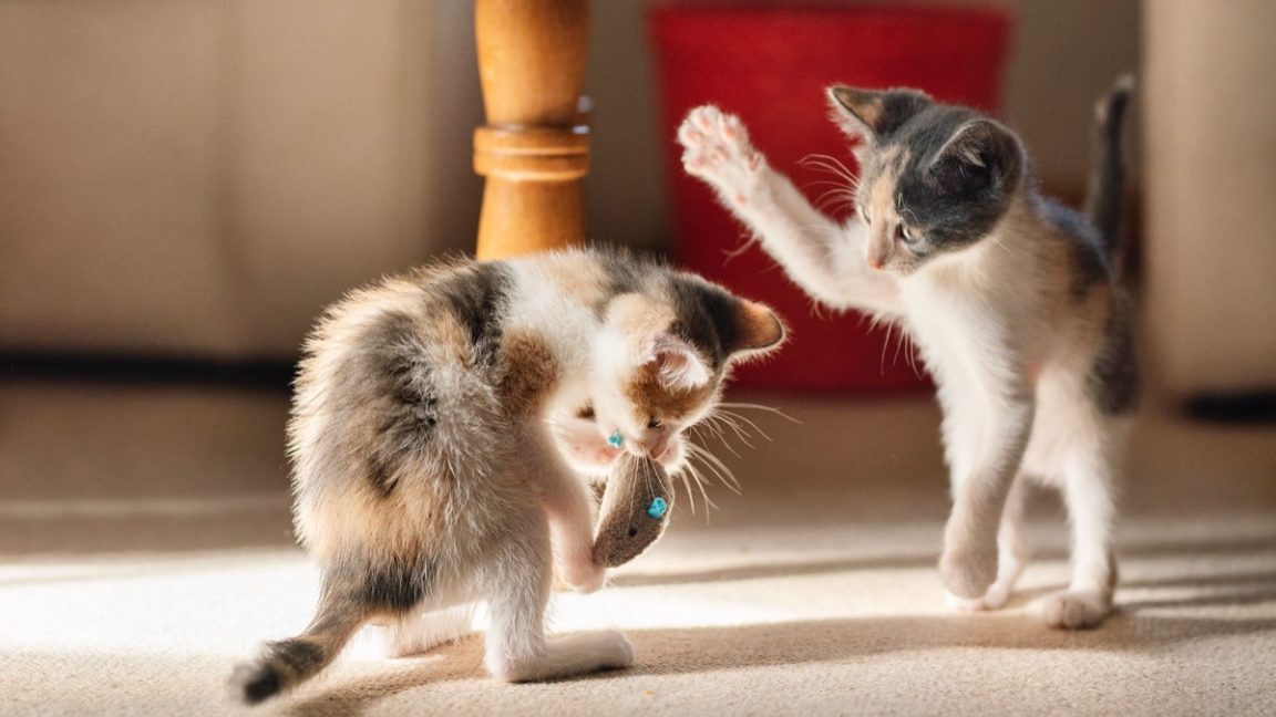 How to tell if your cats are playing or fighting—and whether it’s a ...