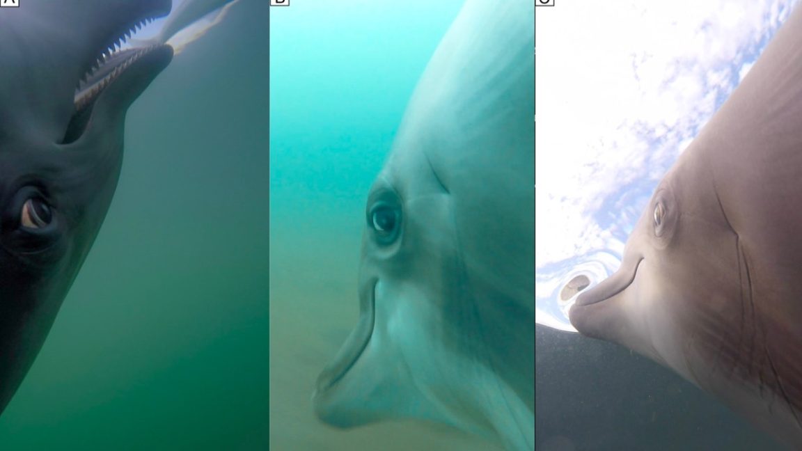 Up close and personal: Dolphin POV caught on camera while hunting tasty ...