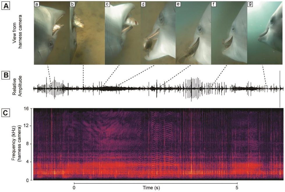 Up close and personal: Dolphin POV caught on camera while hunting tasty ...