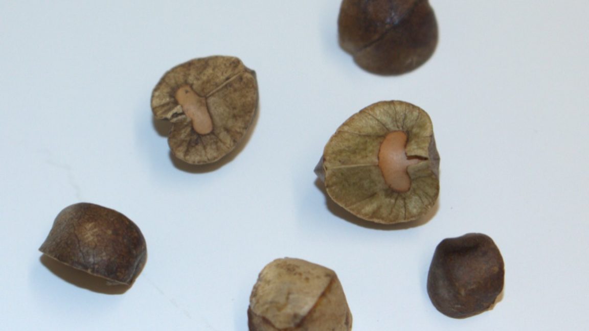 Study: Mexican jumping beans use random walk strategy to find shade ...