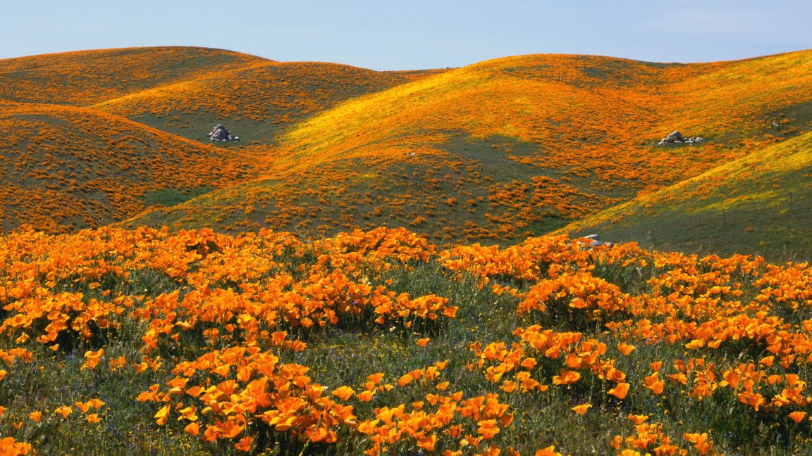 Unexpected protein interactions needed to build flowers - Ars Technica