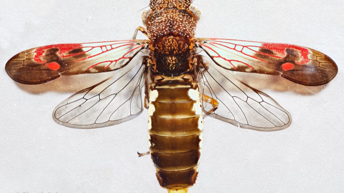 Watch these glassy-winged sharpshooters fling pee bubbles with anal ...