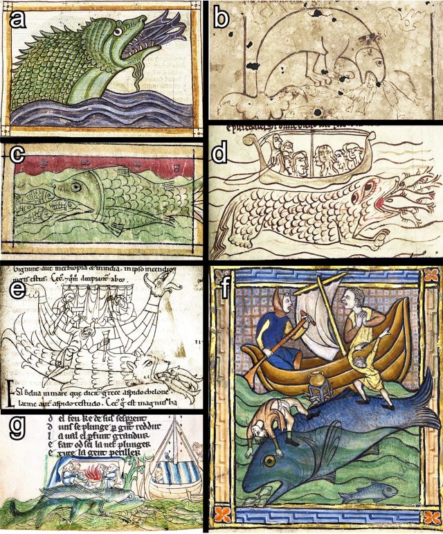 Medieval manuscripts may have described “new” whale feeding trick ...
